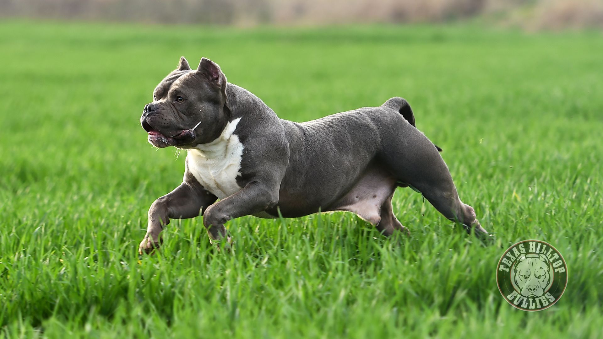 XL Bully Puppy Nutrition: Build Strong Bones & Muscles - Texas Hilltop ...